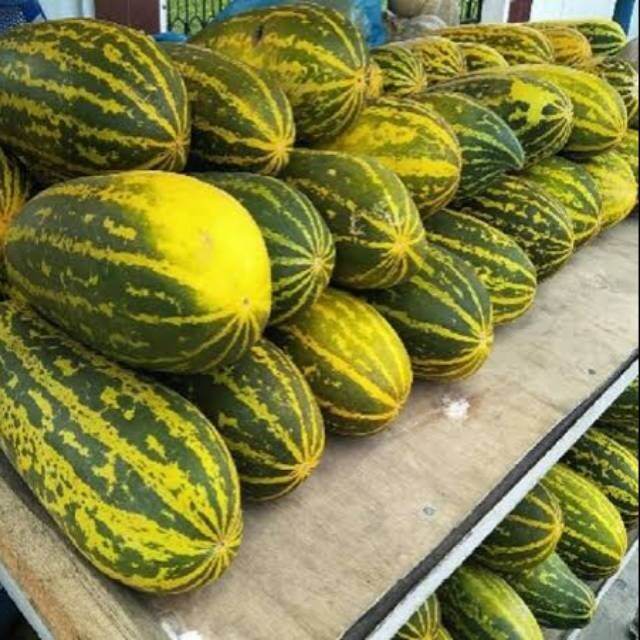 50 BUTIR BIJI/BENIH TIMUN SURI HIJAU | Lazada Indonesia