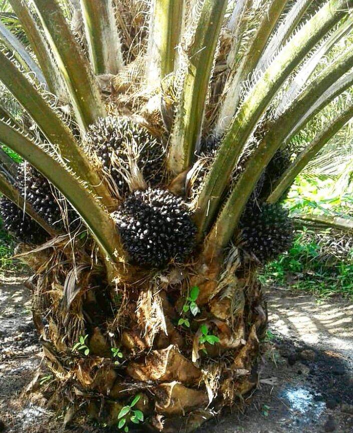 Toko Resmi SAWIT.KITA Online | Lazada.co.id