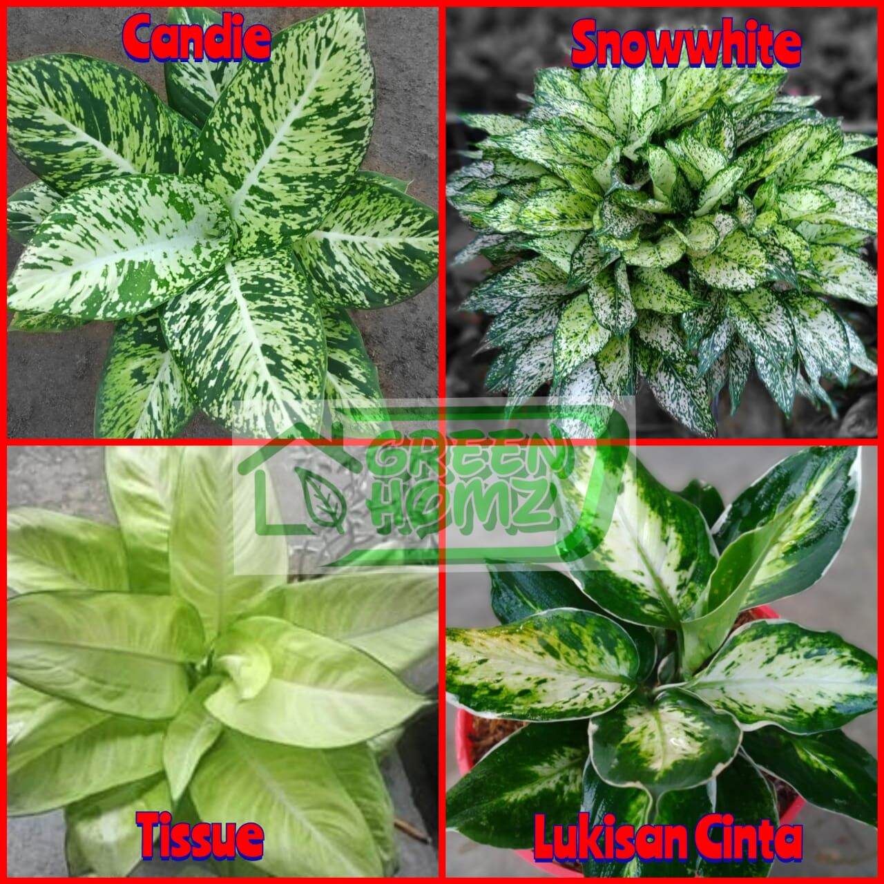 paket 4 jenis tanaman aglo dan diven | Lazada Indonesia