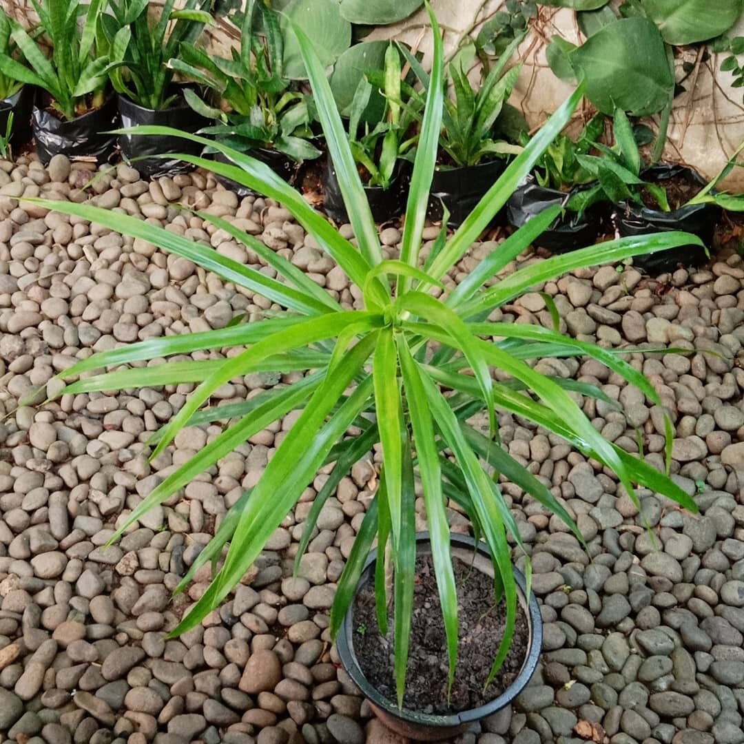 tanaman hias suji belut | Lazada Indonesia