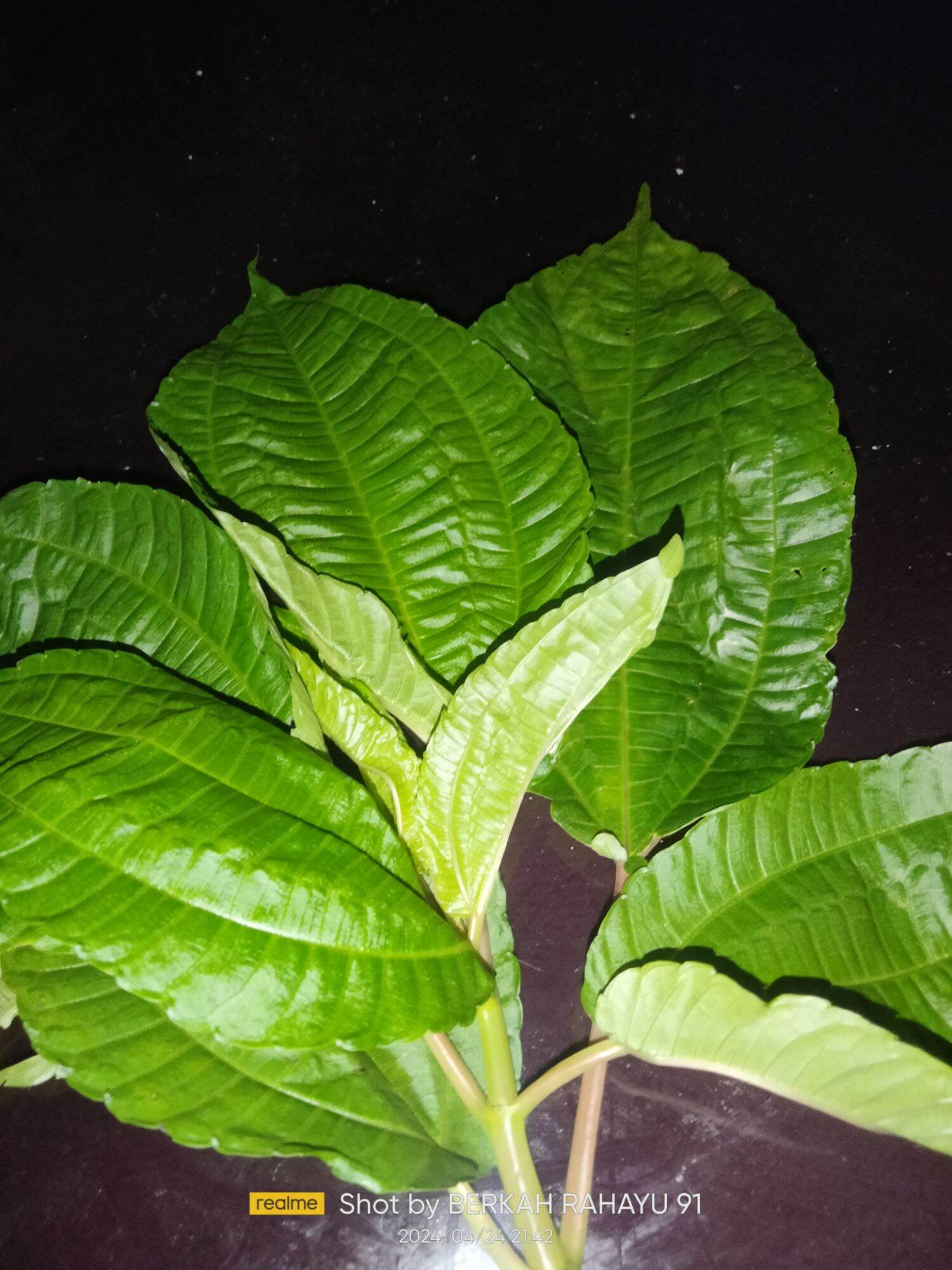 Sayuran Lalapan Daun Popohan Segar | Lazada Indonesia