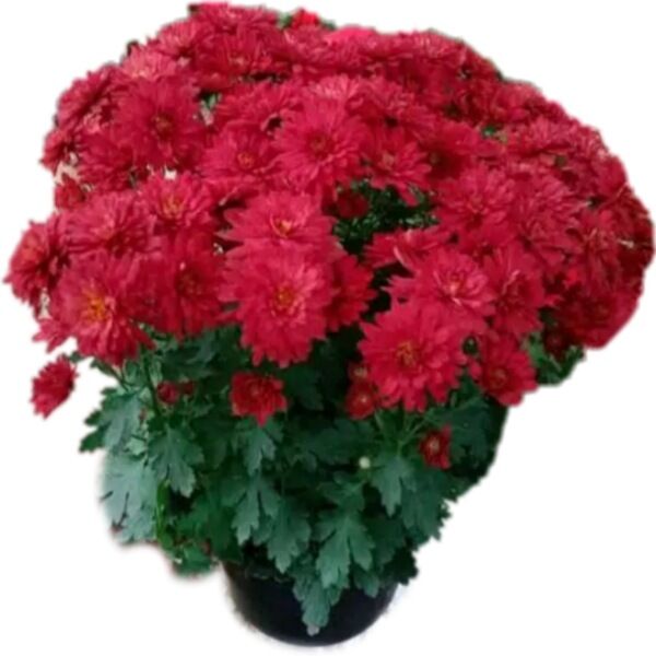 tanaman aster merah 1 tangkai | Lazada Indonesia