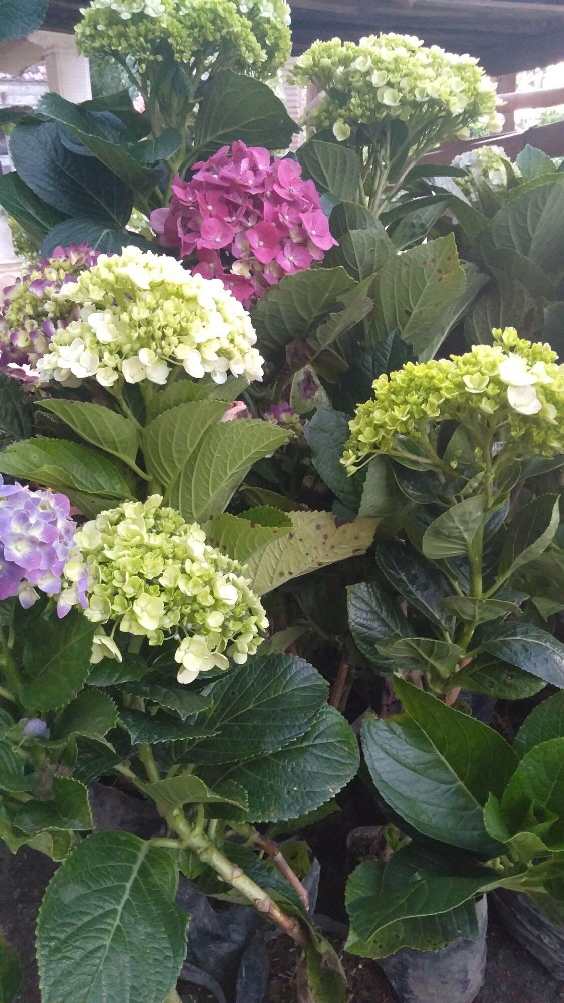 bibit bunga pancawarna/hortensia | Lazada Indonesia