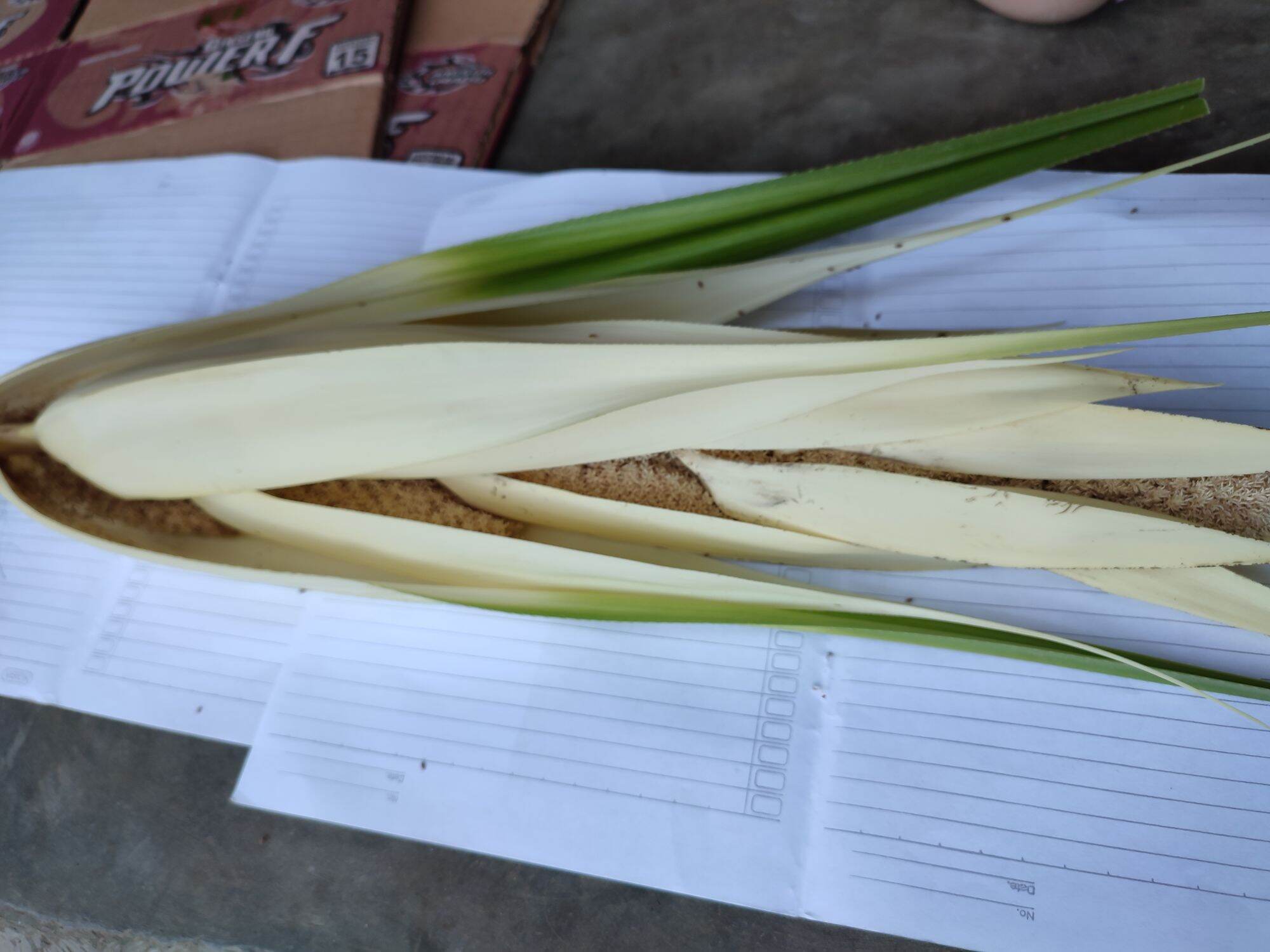 bunga pandan laut Bunga jaksi fresh 1 bonggol | Lazada Indonesia