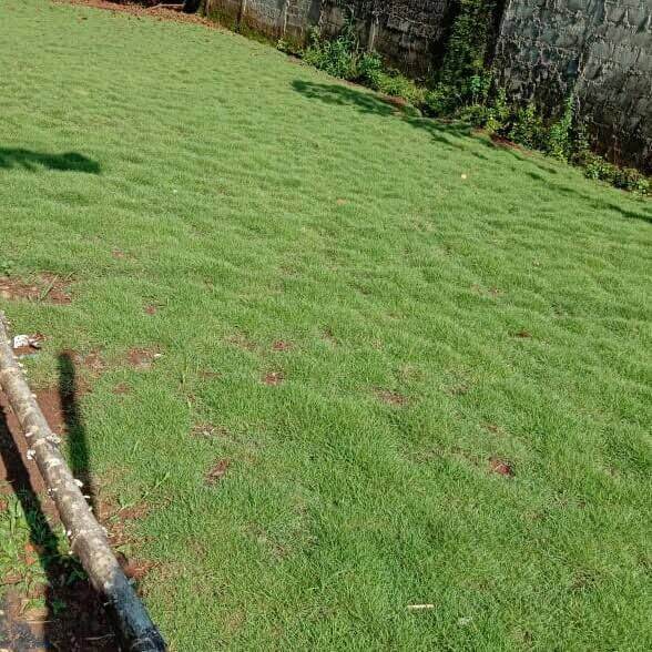rumput peking/jepang 1 meter tanaman rumput hias halaman rumah | Lazada ...