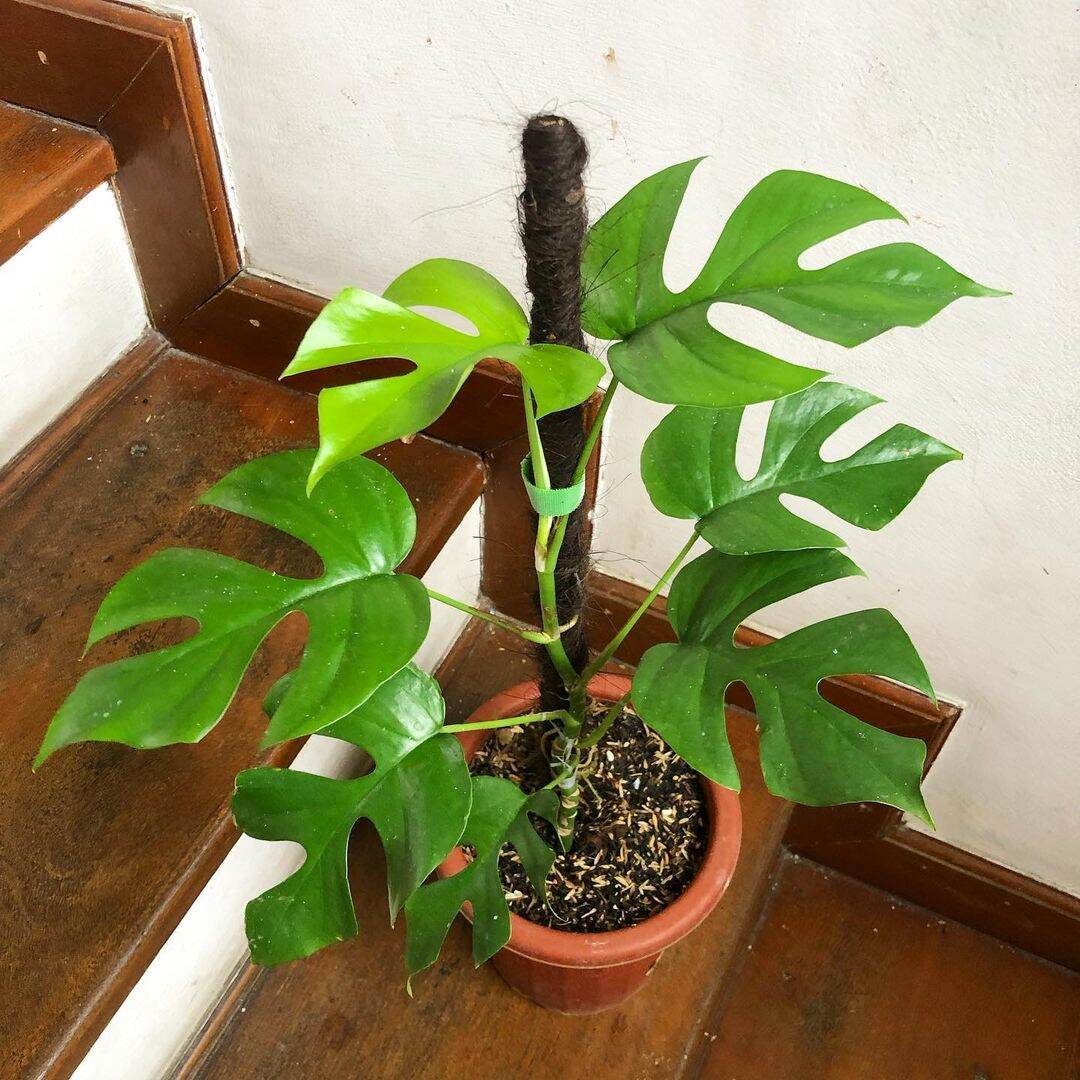 Tanaman monstera raphidopora tetrasperma mini - monstera mini | Lazada ...