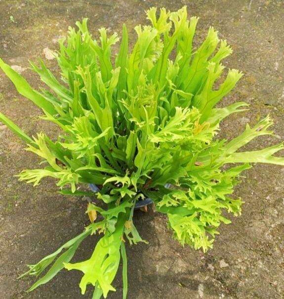 Tanaman hias daun panjang langka model rumput laut | Lazada Indonesia