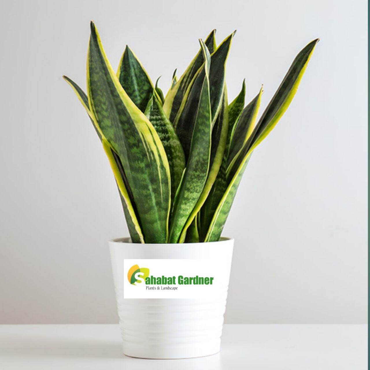 sansivera | lidah mertua sansivera mini kuning | sansivera mini kuning ...