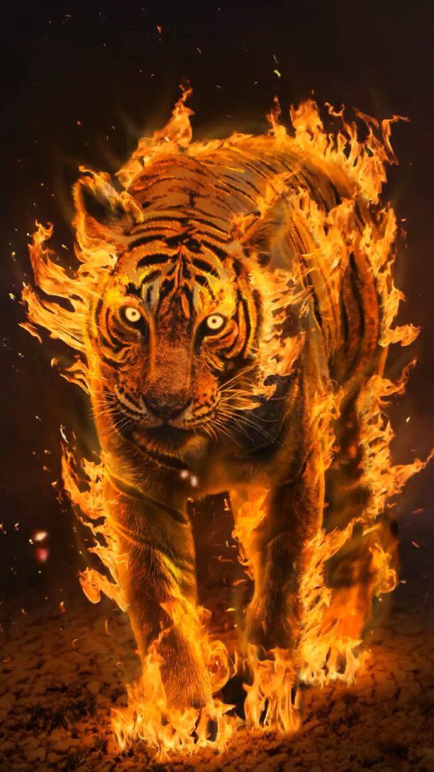 POSTER CETAK, HARIMAU API, UKURAN JUMBO 100 X 70 CM/ Hiasan Dinding ...