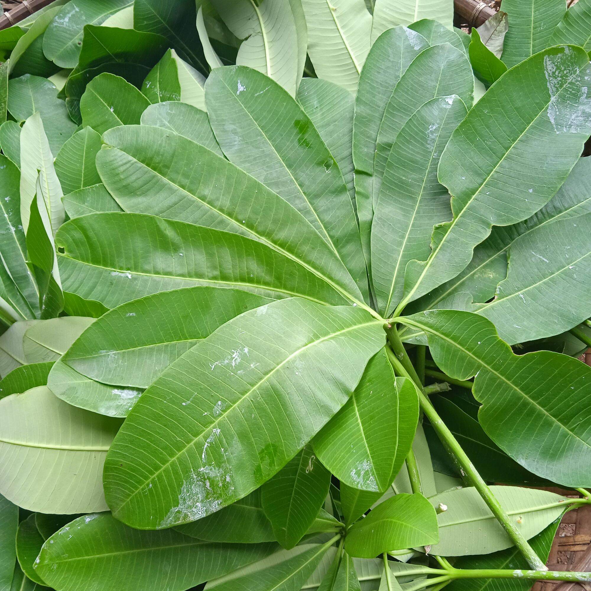 Daun Pule Atau Daun Lame Segar 500 gram | Lazada Indonesia