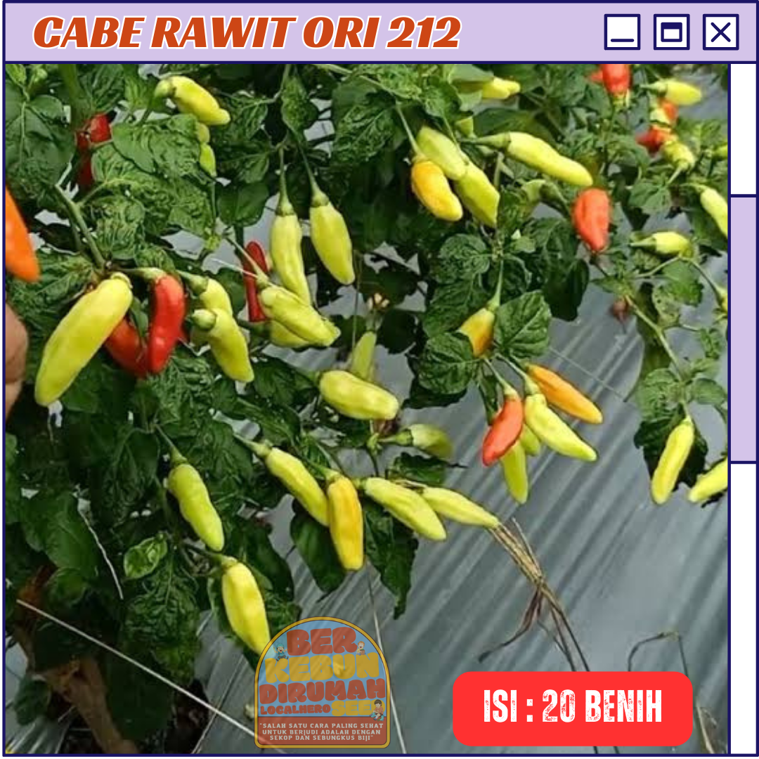 Berkebun Benih Cabe Rawit ORI 212 Buah Jumbo Bibit Sayuran Cabai Rawit ...