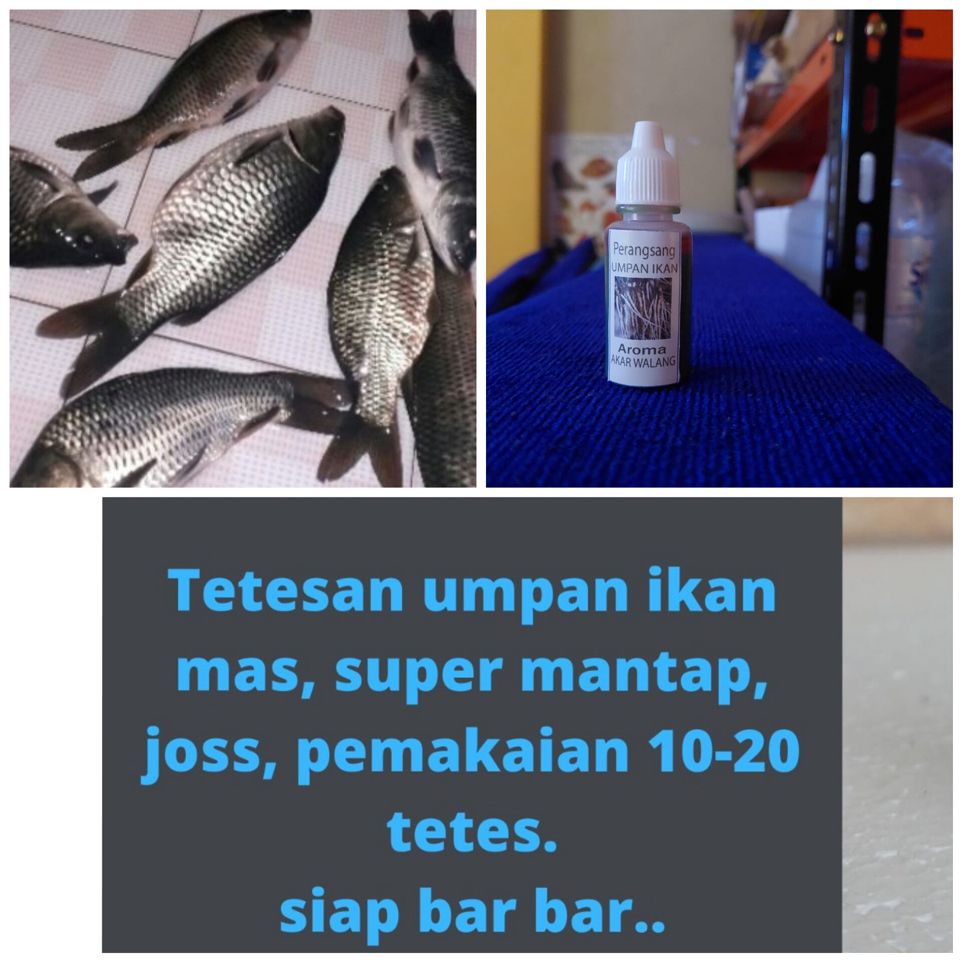 essen induk ikan mas, essen tergacor 2023, essen untuk semua jenis ikan ...