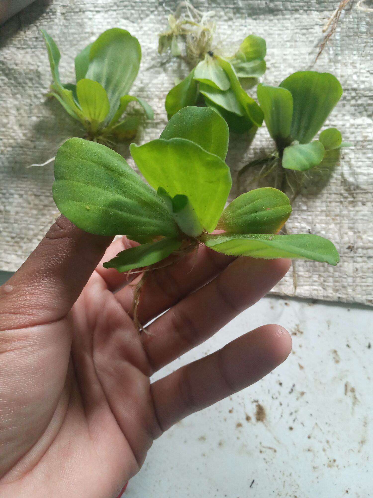 tanaman air apu apu paket 10 rizom hiasan aquarium | Lazada Indonesia