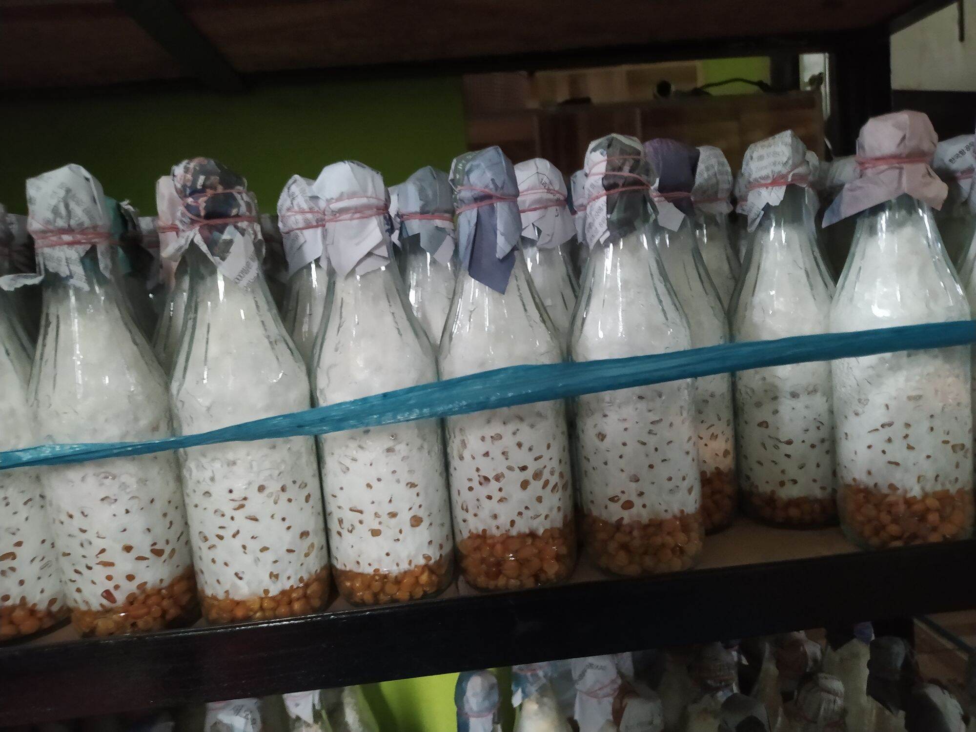 bibit Jamur coklat f1 botol | Lazada Indonesia