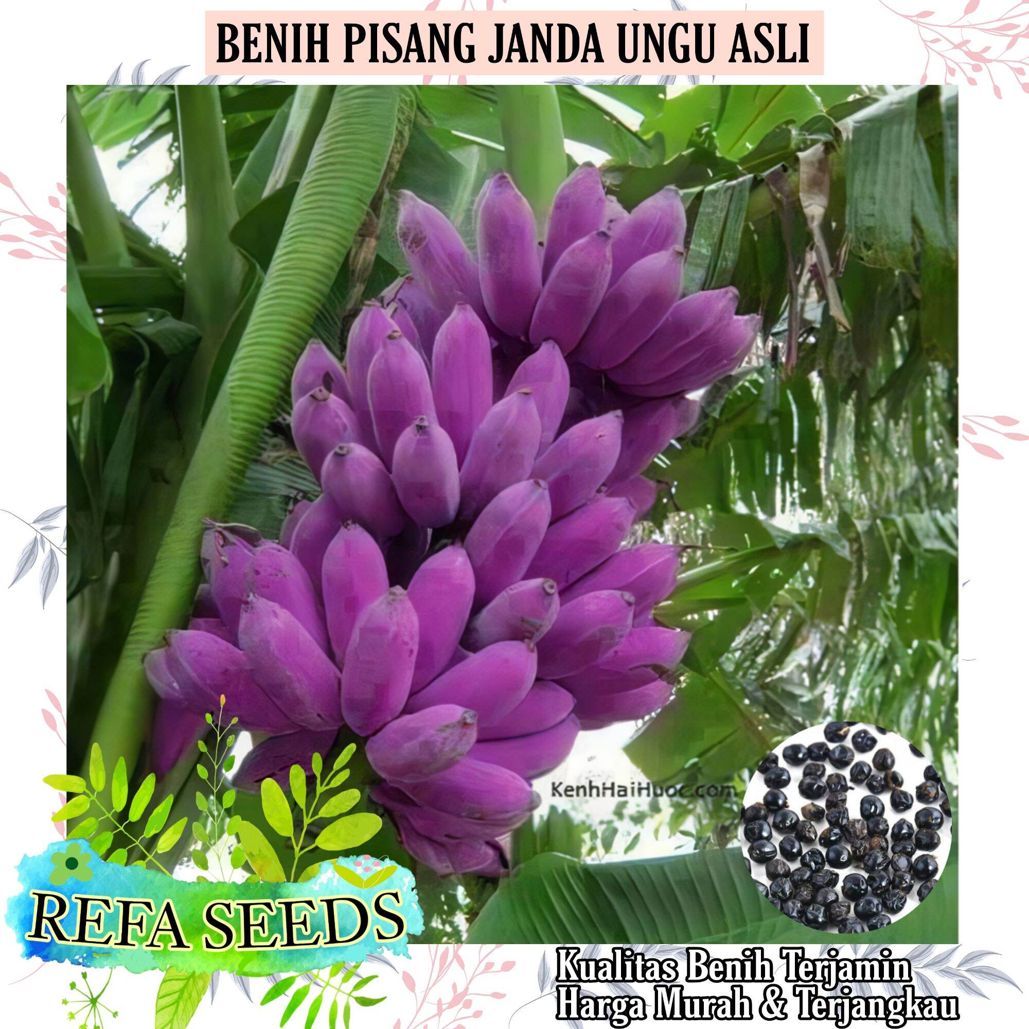 Pisang Ungu