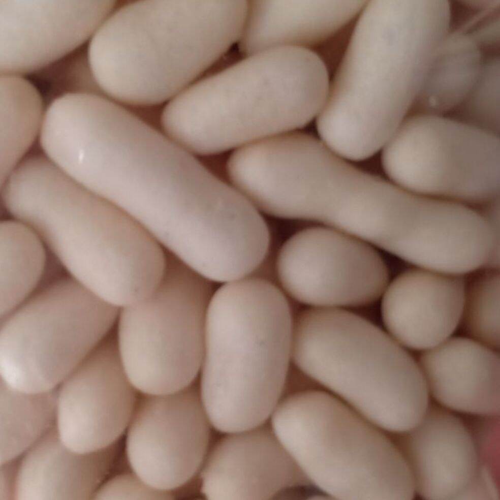 SNACK/CEMILAN/CAMILAN RENYAH PILUS IKAN ENAK DAN GURIH | Lazada Indonesia