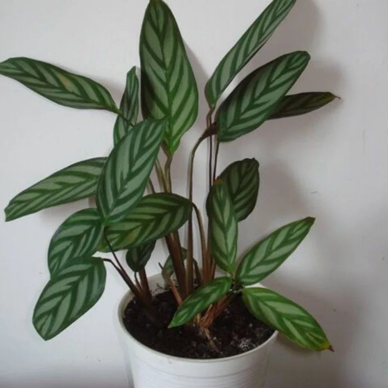 Tanaman hias calathea / pohon berdaun panjang calathea | Lazada Indonesia