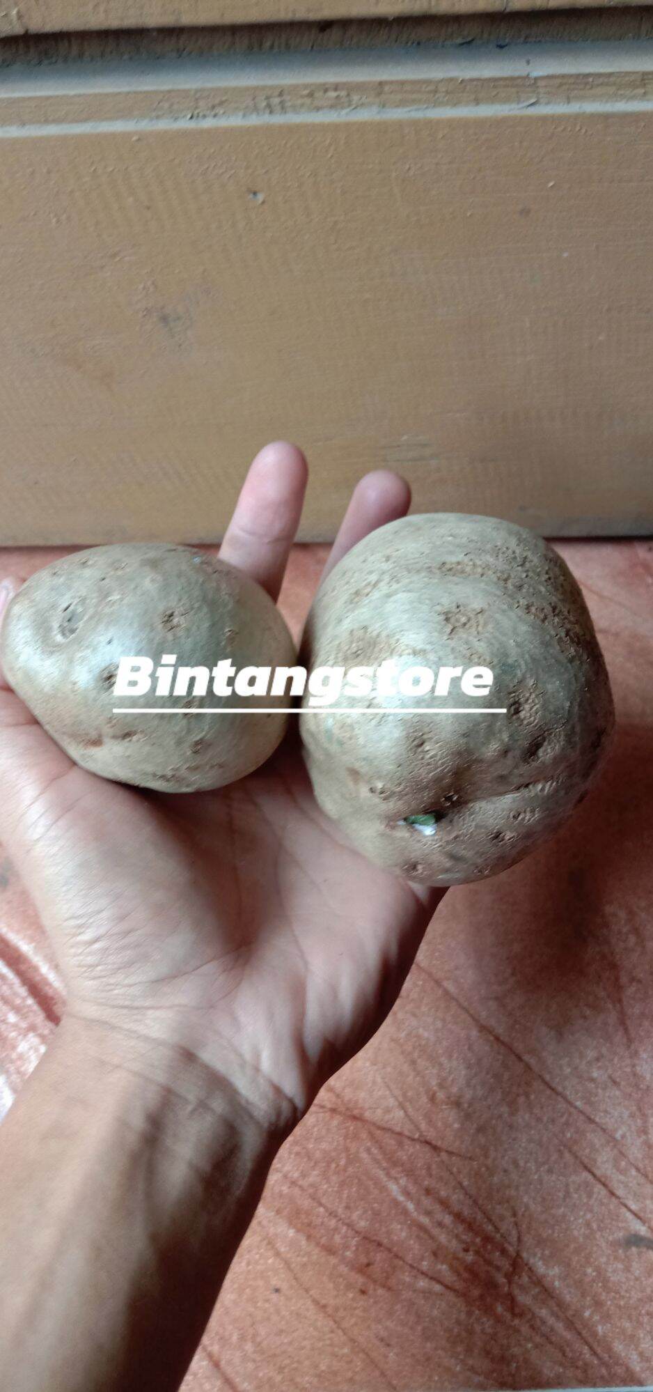 Isi 2 bibit kentang gantung kentang udara | Lazada Indonesia