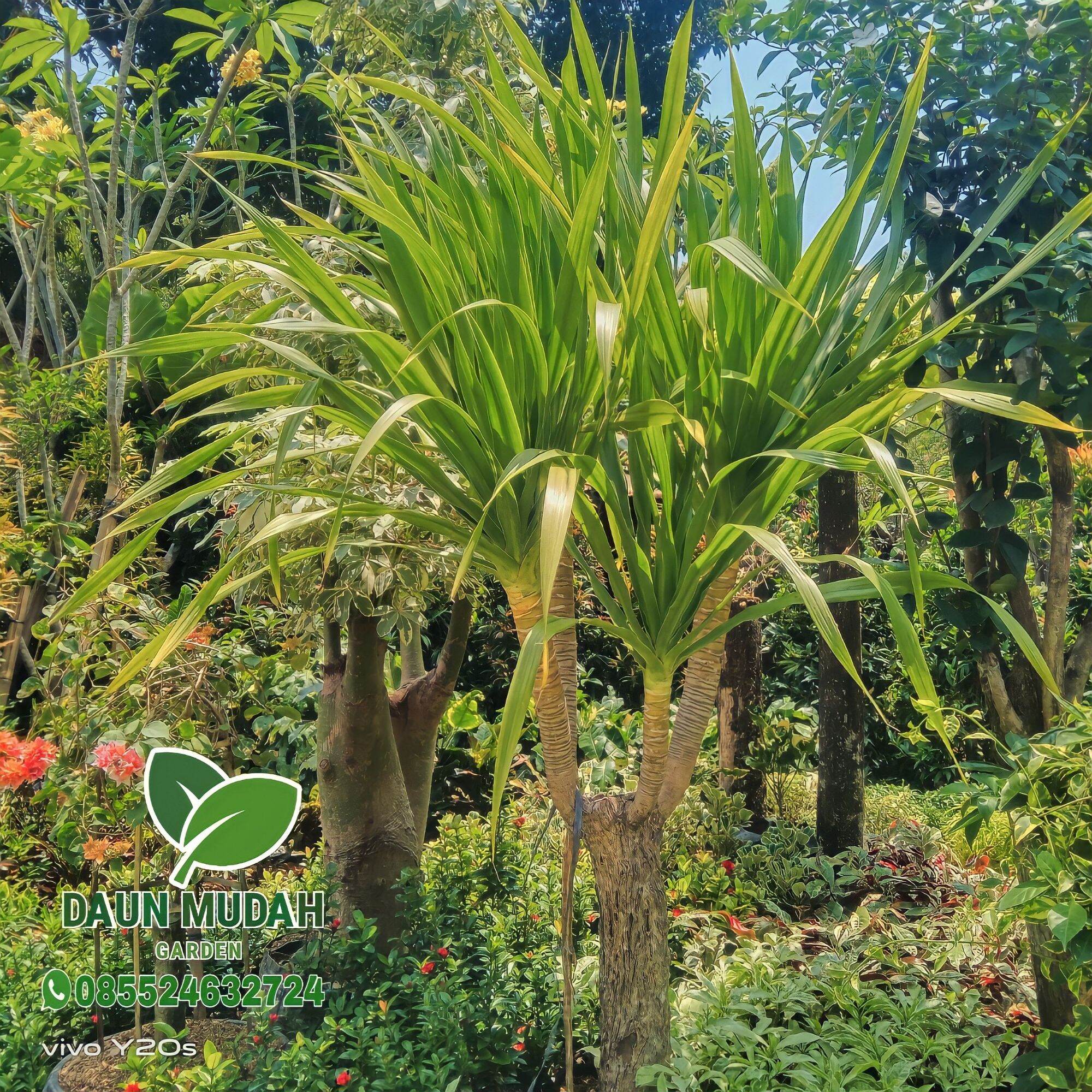 tanaman hias pohon pandan Bali / pohon pandan Bali | Lazada Indonesia