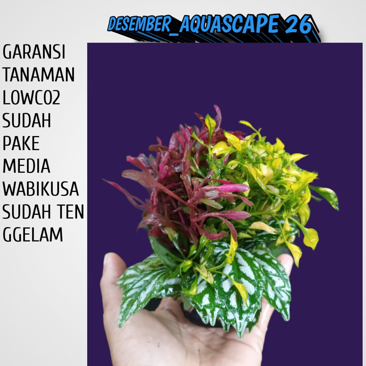 tanaman air mutira ples krokot merah kuning tanaman aquascape-hiasan ...