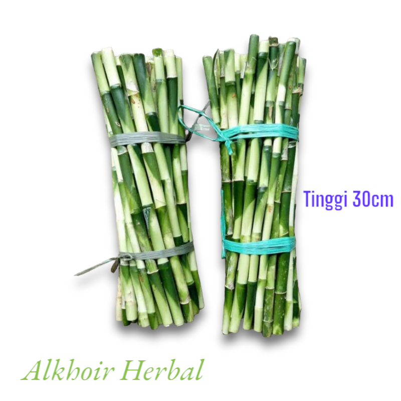 Bambu Hoki Sri Rejeki 20 Batang Tinggi 30cm | Bambu Sri Rejeki Lucky ...