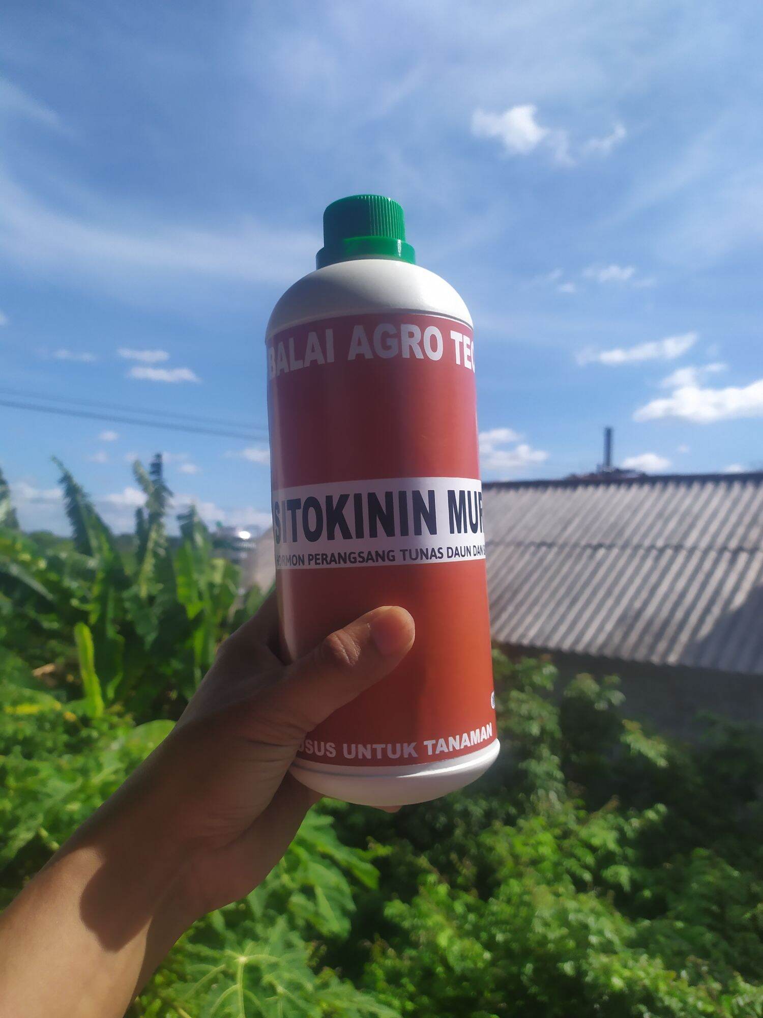 ZPT HORMON SITOKININ MURNI untuk pertumbuhan Vegetatif batang daun ...