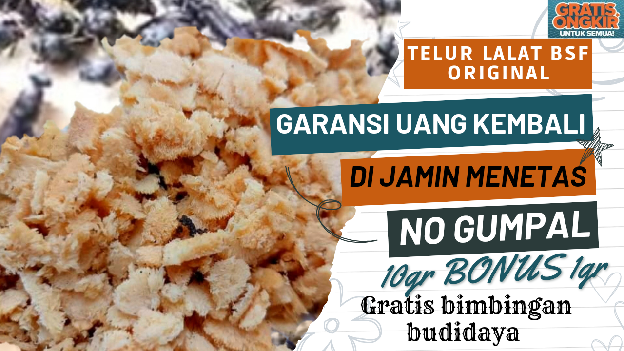 telur maggot bsf original telur lalat bsf telur bsf termurah | Lazada ...