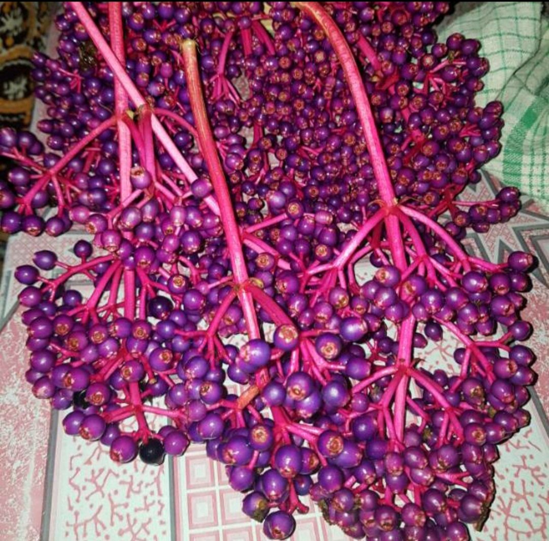 buah parijoto | Lazada Indonesia