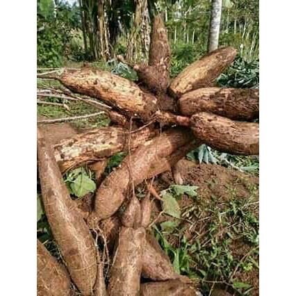 Singkong Ketan/ Ketela Pohon / Singkong Meduk 1 kg | Lazada Indonesia