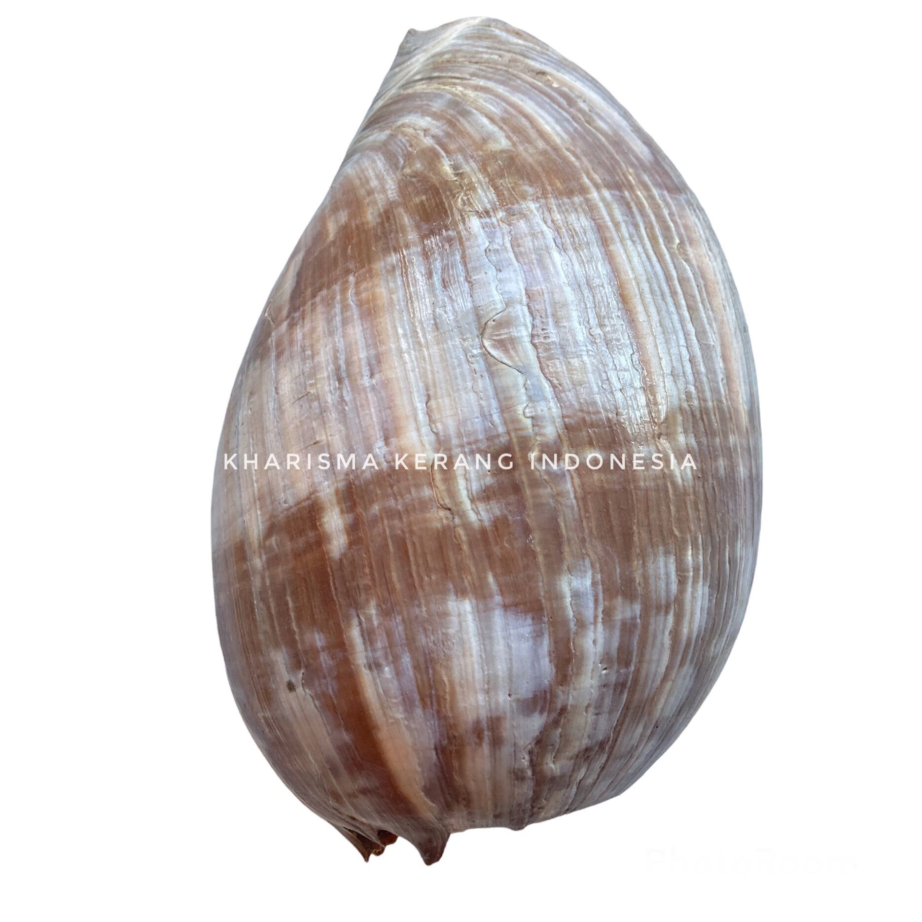 CYMBIUM PEPO (AFRICAN NEPTUNE VOLUTE) CANGKANG KERANG BINGA AFRIKA by ...