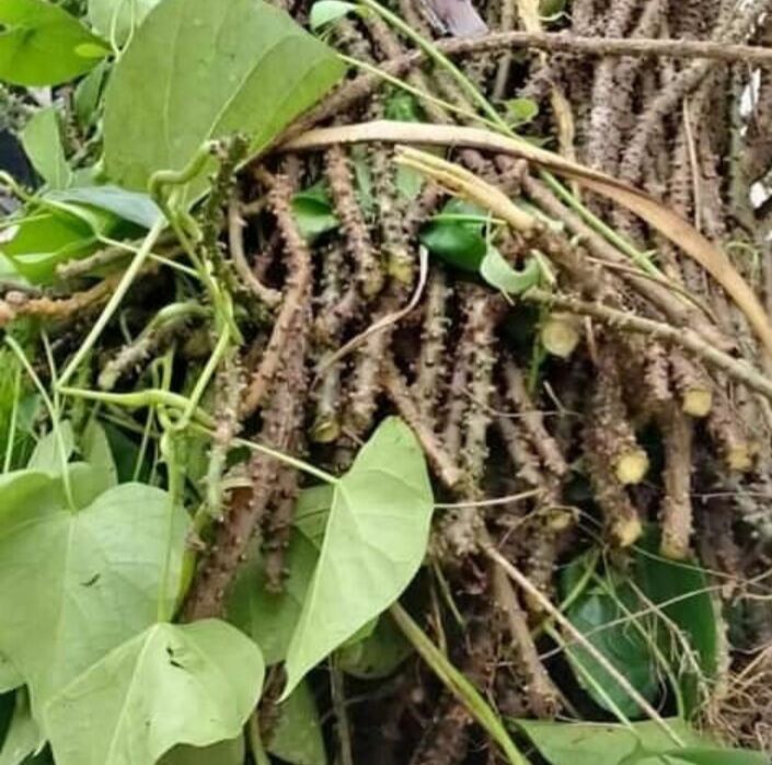 stek batang pohon brotowali | Lazada Indonesia