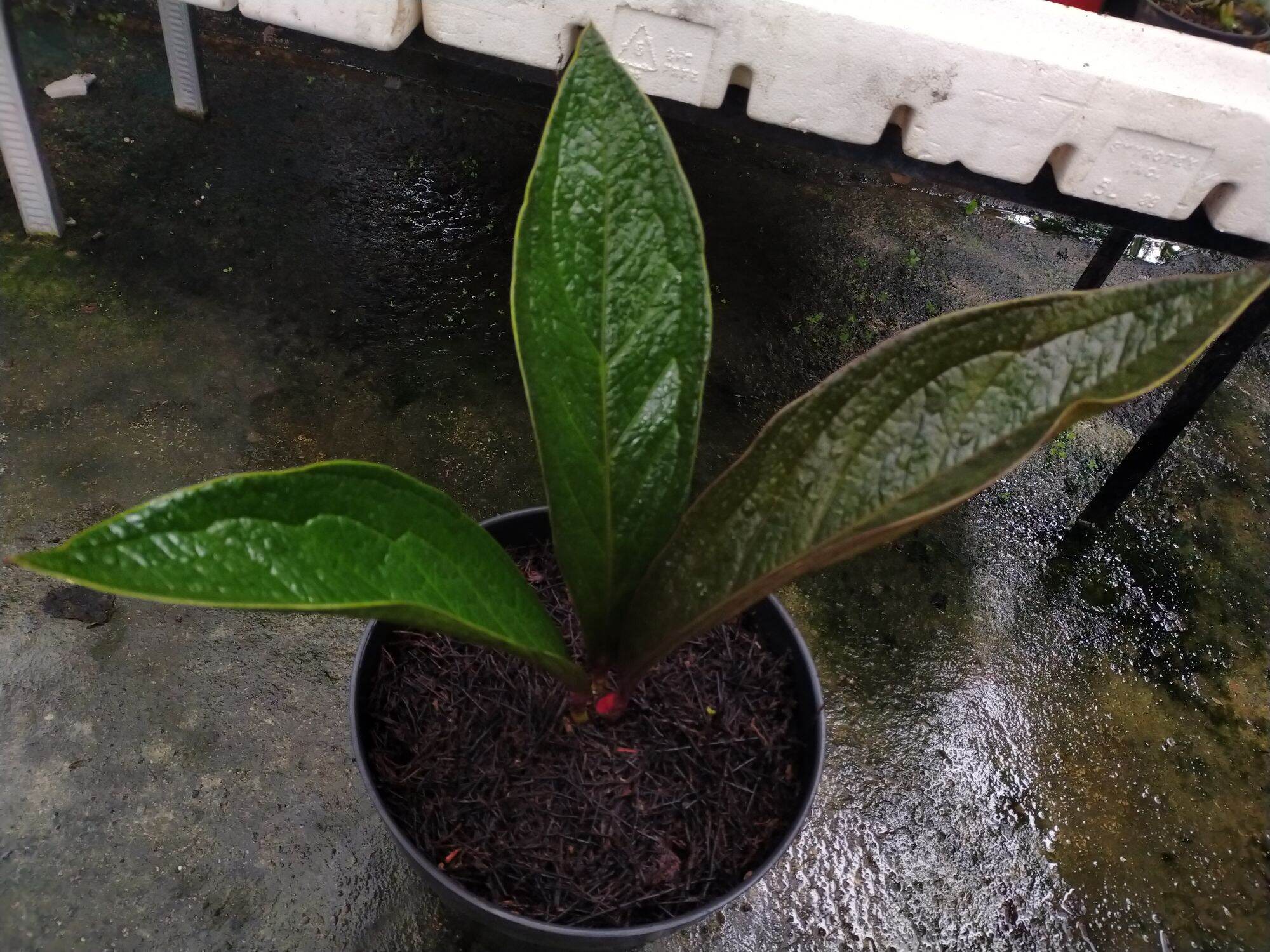 Anthurium jemani black | Lazada Indonesia