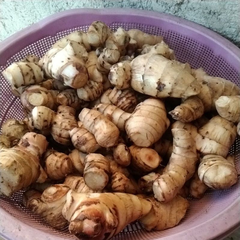 Umbi Ganyong Merah Segar / Umbi Ganyong / Umbi Ganyol / Paket Hemat 1kg ...
