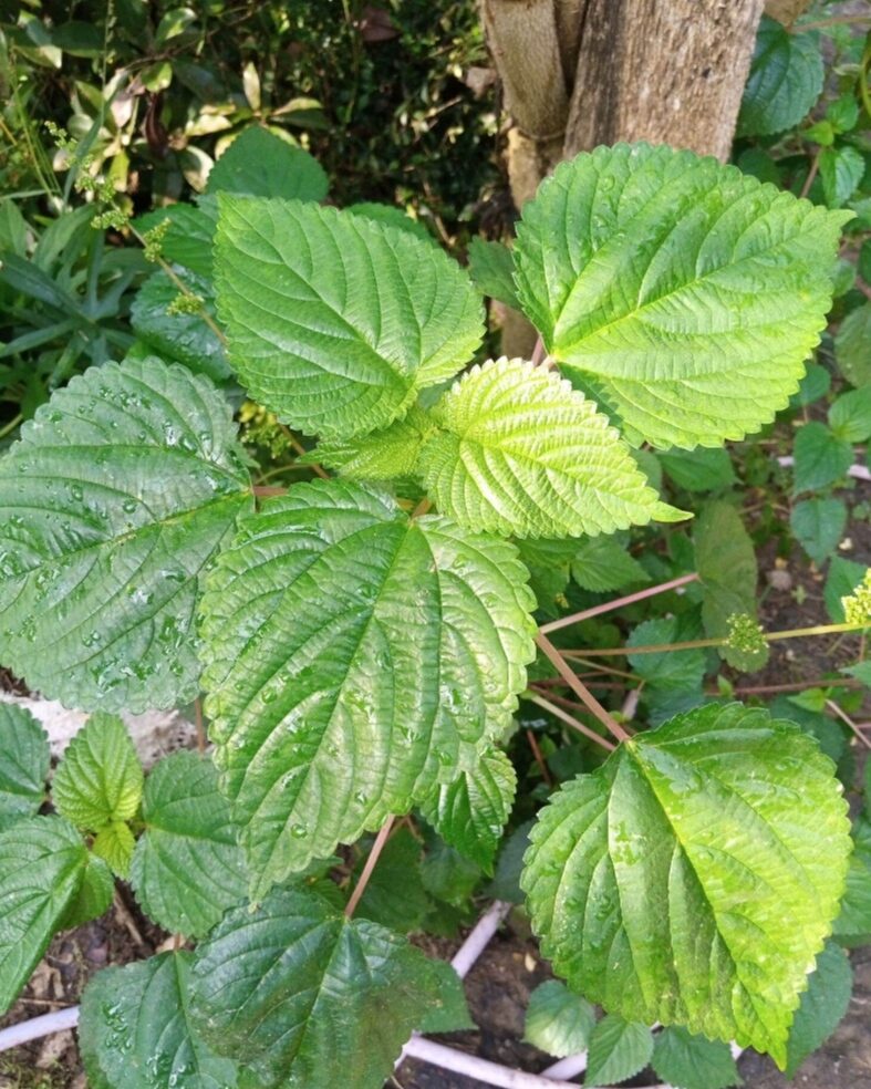 daun jelatang daun segar daun gatal 200 grm pres/ready kering ny juga ...