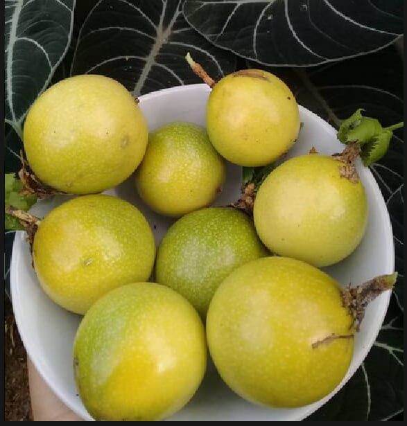 buah markisa kuning segar | Lazada Indonesia