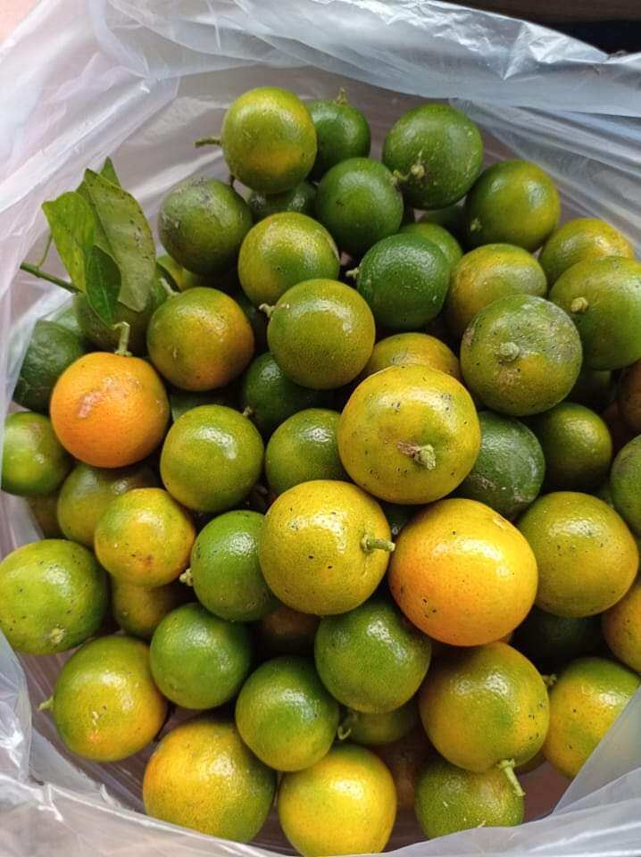 jeruk sonkit/lemon cui/ kasturi/kietna 1kg | Lazada Indonesia