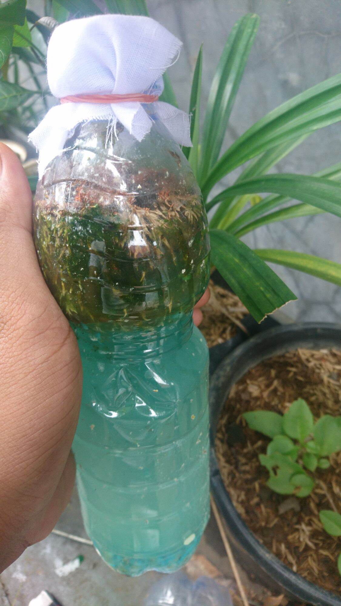 JAMUR JAKABA SERAT DAUN PANDAN PUPUK ORGANIK 500ML /BIANG JAMUR JAKABA ...