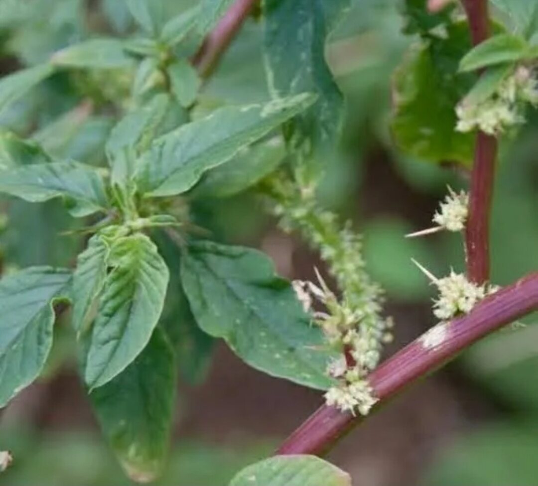 Bibit Bayam Duri ,bayam hutan atau senggang 100 biji 1 paket/bks ...