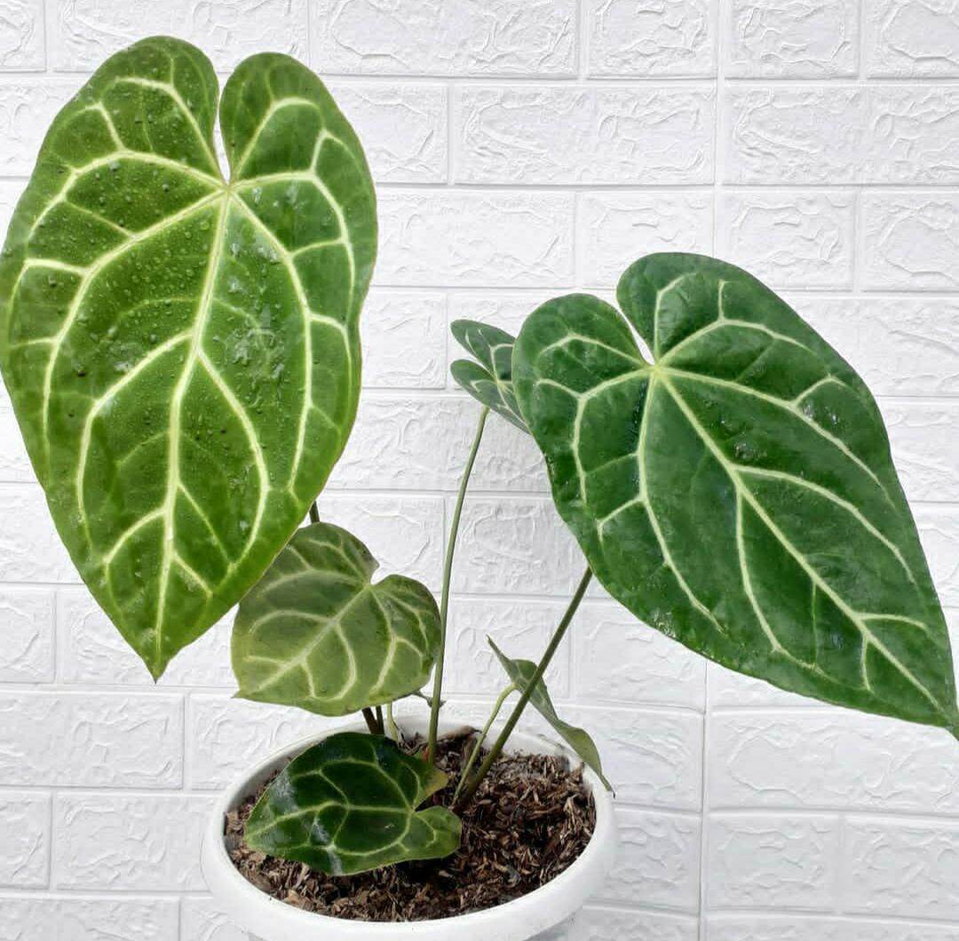 Anthurium Magnificum Golden Daun Tebal Aroid/Kuping Gajah Hybrid ...