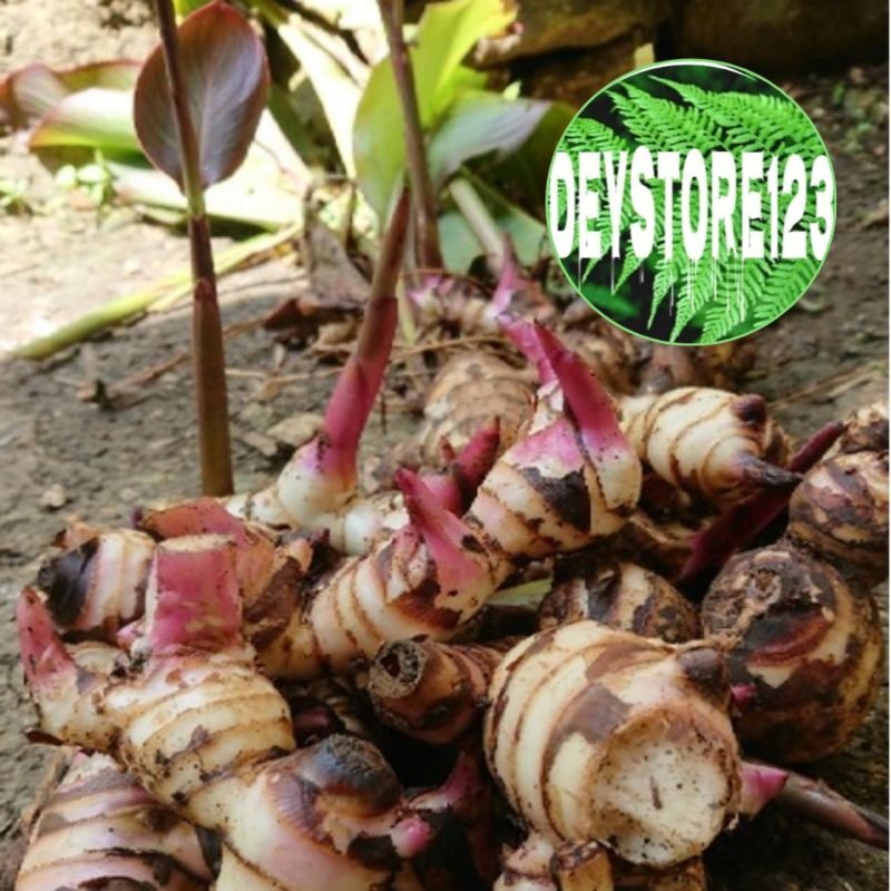 Umbi Ganyong per 500 grm | Lazada Indonesia