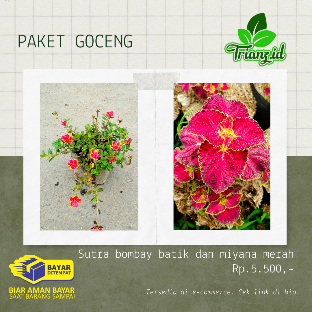 Paket goceng tanaman sby batik dan miyana merah | Lazada Indonesia