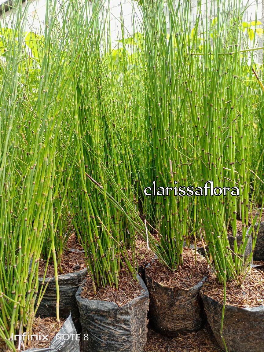 PROMO Paket 5 rumpun tanaman hias bambu air - pohon bambu air | Lazada ...