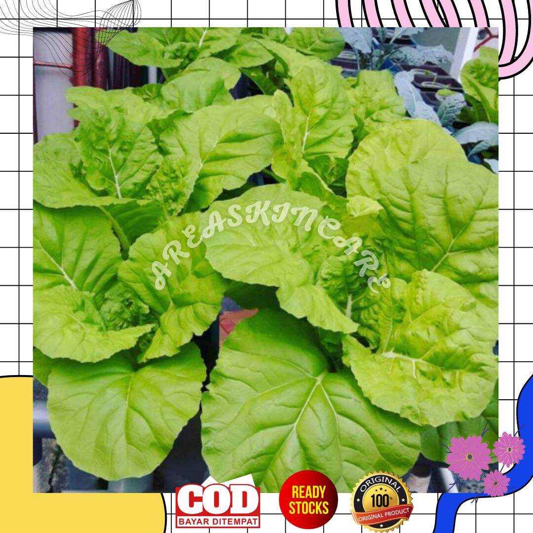 50 Biji - Benih Sawi SAMHONG KING | Lazada Indonesia