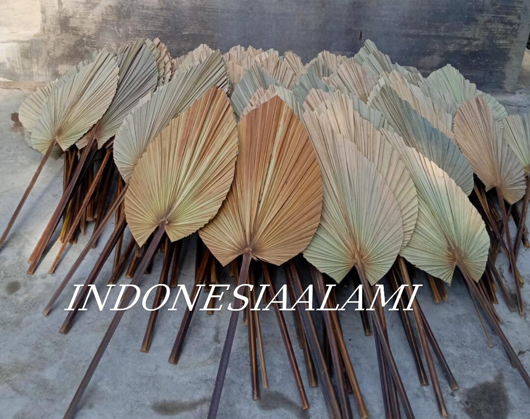DAUN PALEM DAUN PALEM KERING DEKORASI RUSTIC | Lazada Indonesia