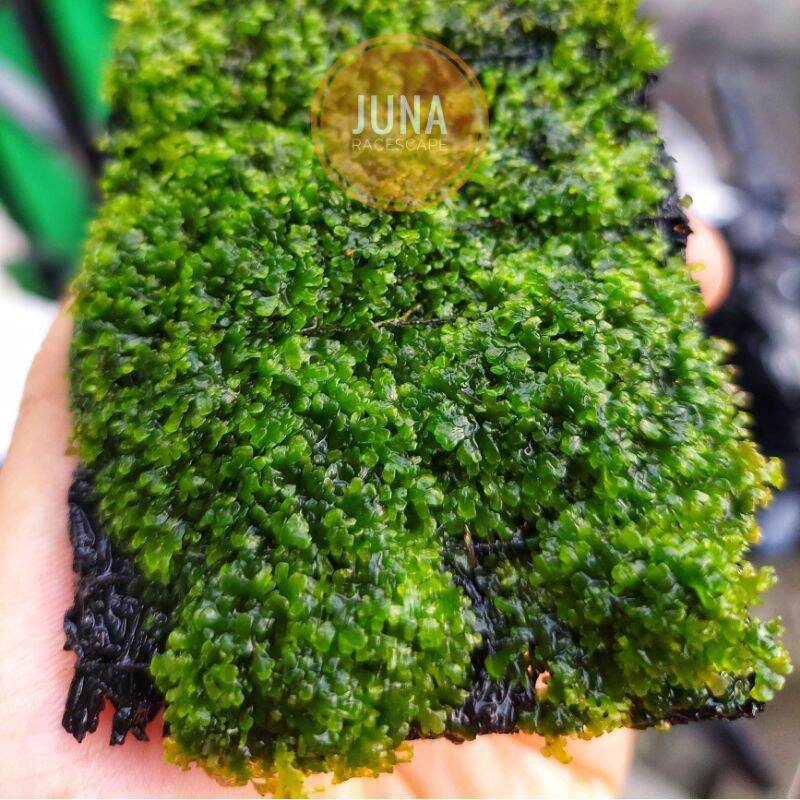 MOSS RICARDIA 1000 % FULL AIR CLUMP (MURAH) MOSS AQUASCAPE TANAMAN ...