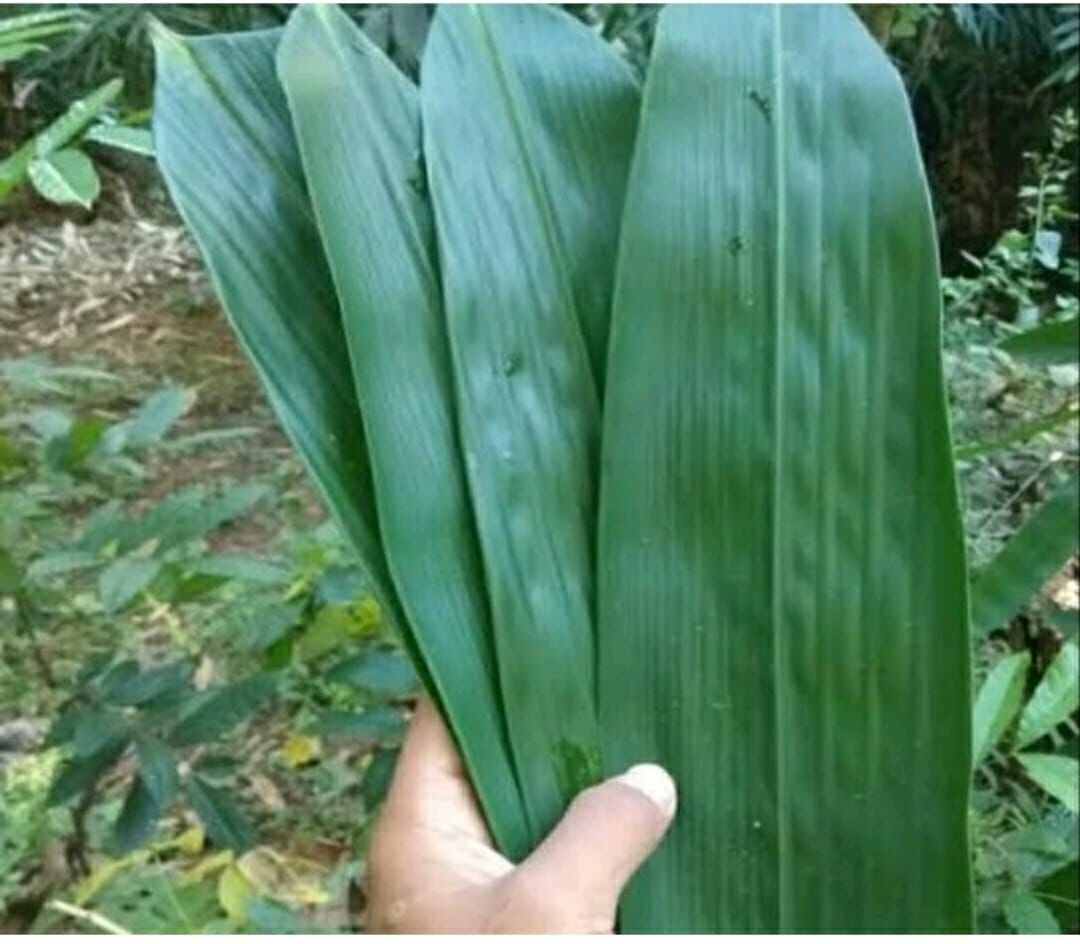 daun bambu atau daun awi pres 500g | Lazada Indonesia