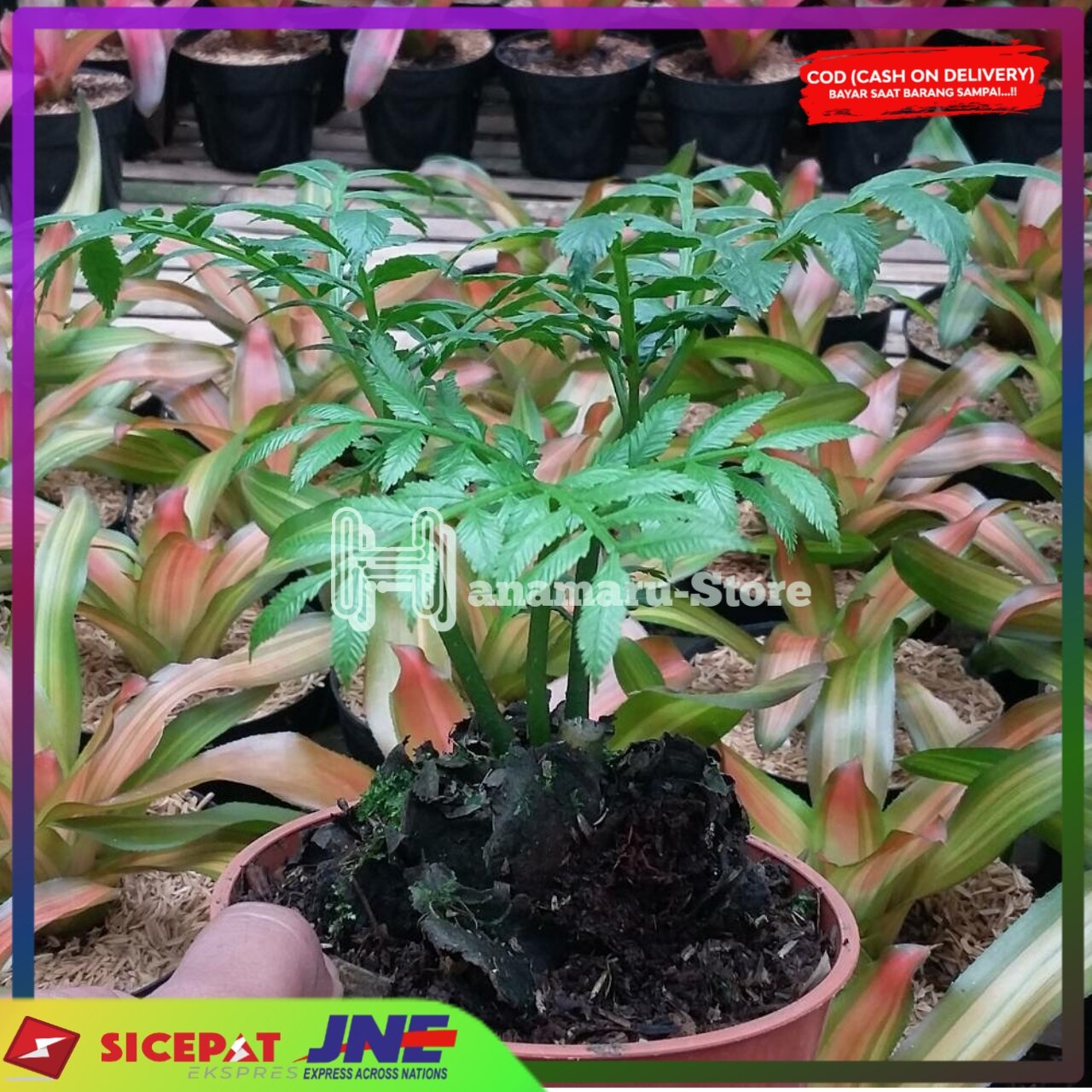 Tanaman hias pakis kebo atau pakis gajah | Lazada Indonesia