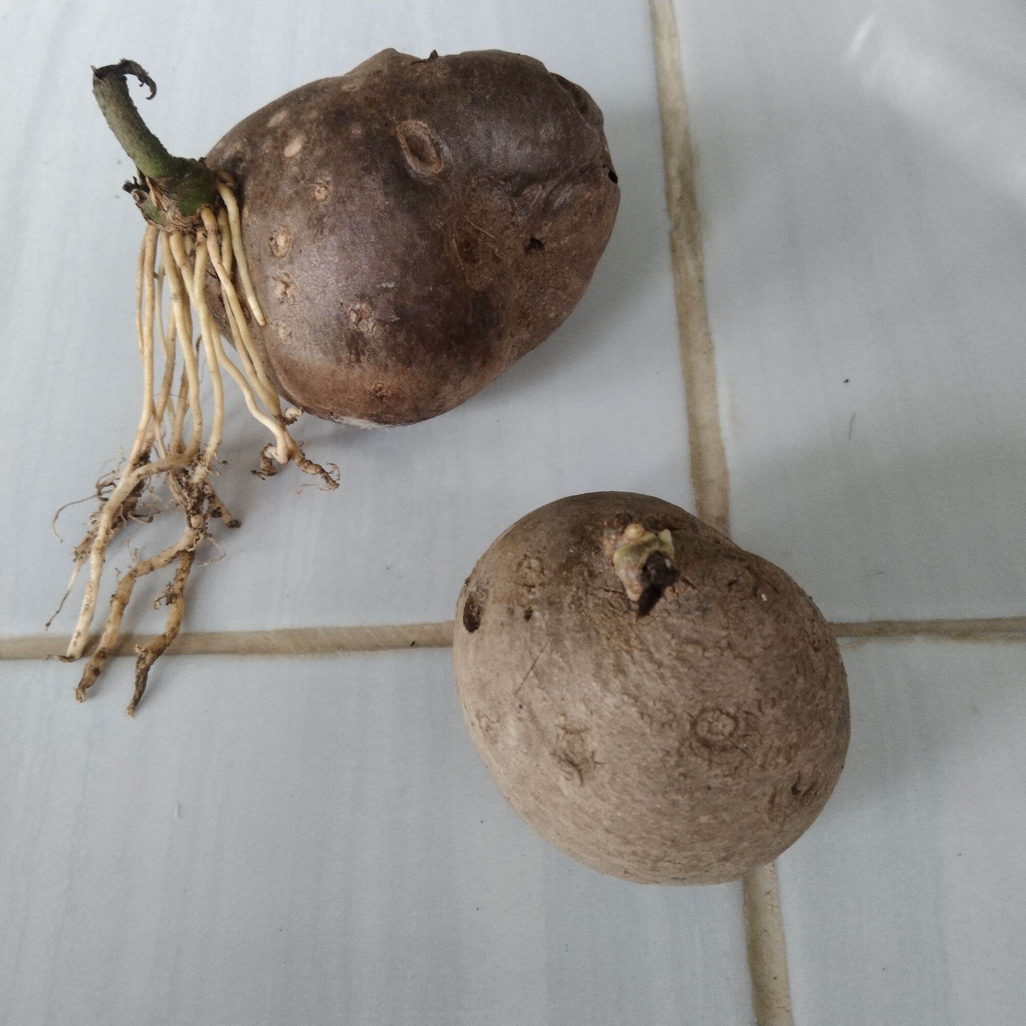 Kentang Gantung per buah 20000 | Lazada Indonesia