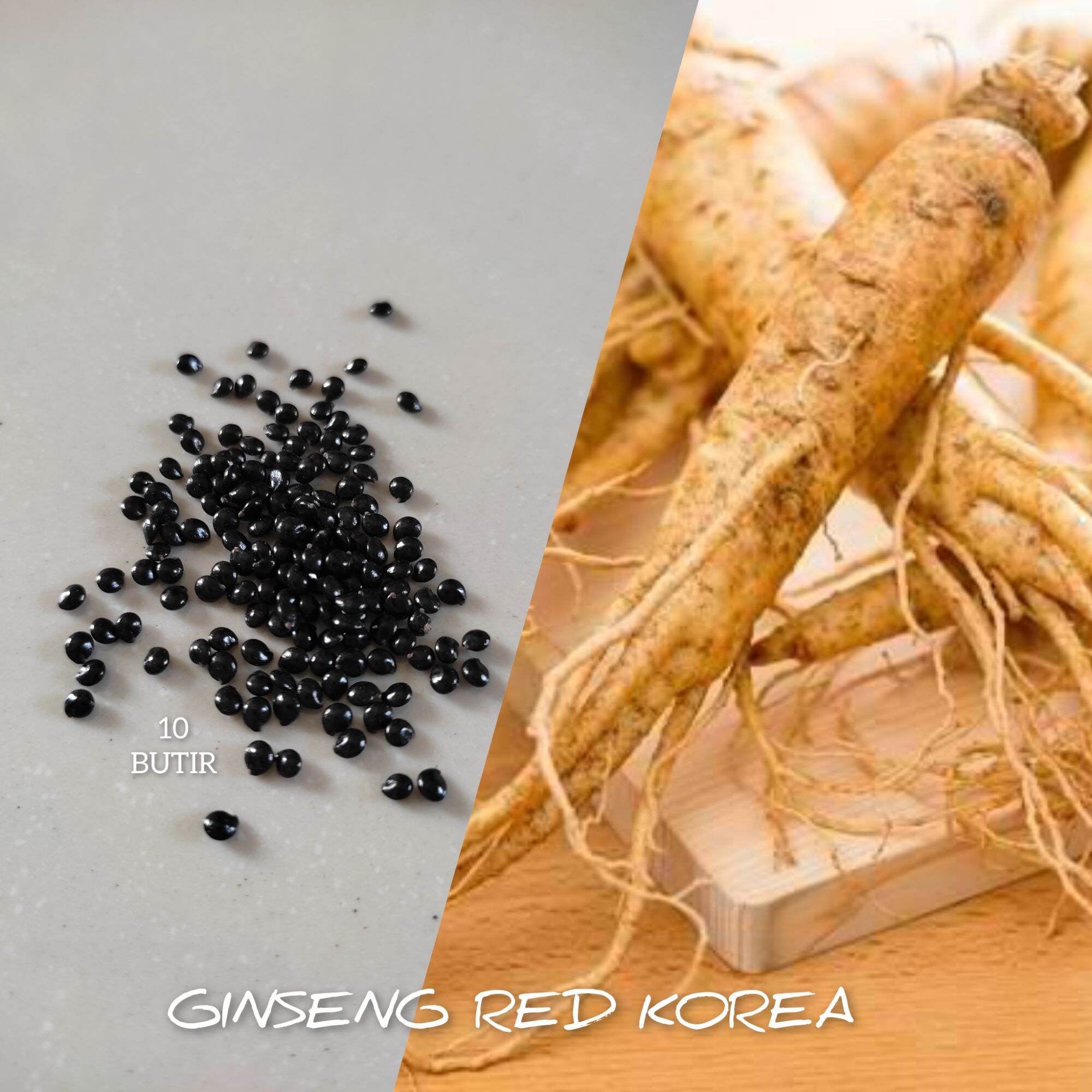 10 BUTIR BIJI/BENIH GINSENG MERAH KOREA | Lazada Indonesia