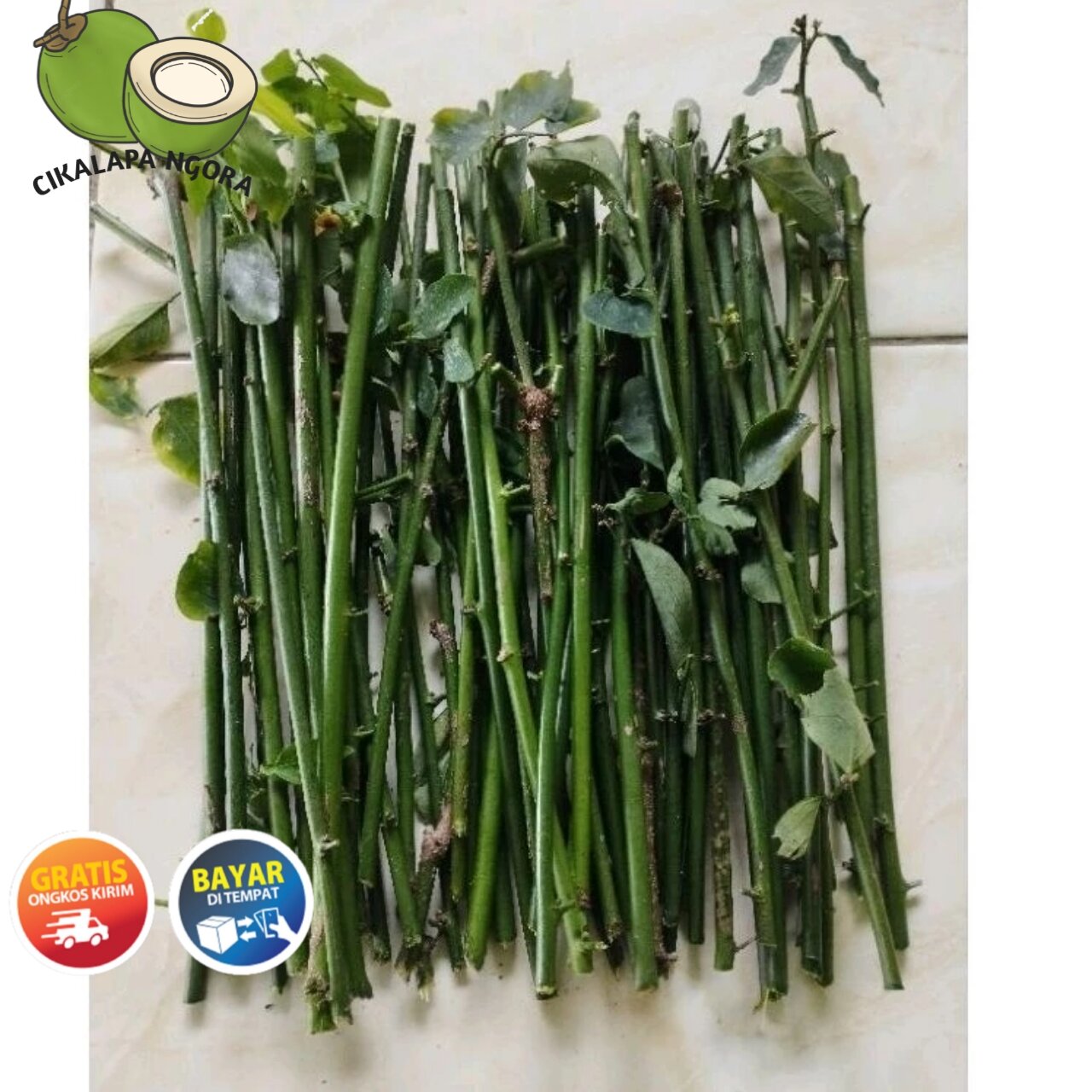 SETEK BATANG. POHON KATUKN. BIBIT KATUK. ,12! BATANG ®®©©©©©© | Lazada ...